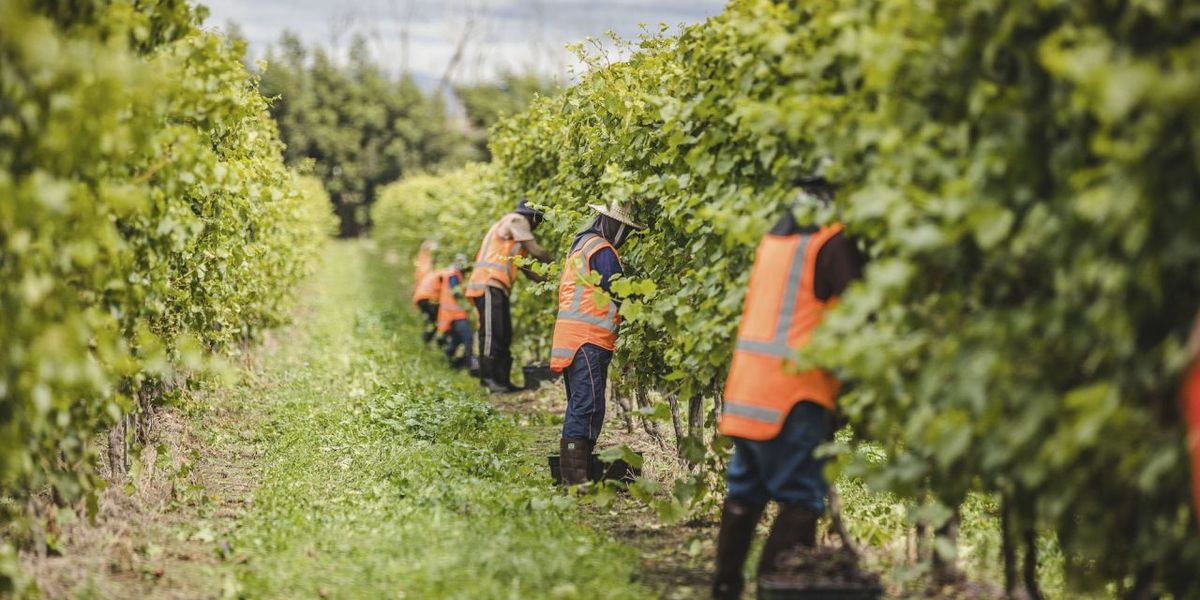👩‍🌾 Seasonal Jobs and Work in New Zealand | (2024 - Guide)